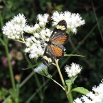 Austroeupatorium inulifolium – Mariposera blanca – Psamófila