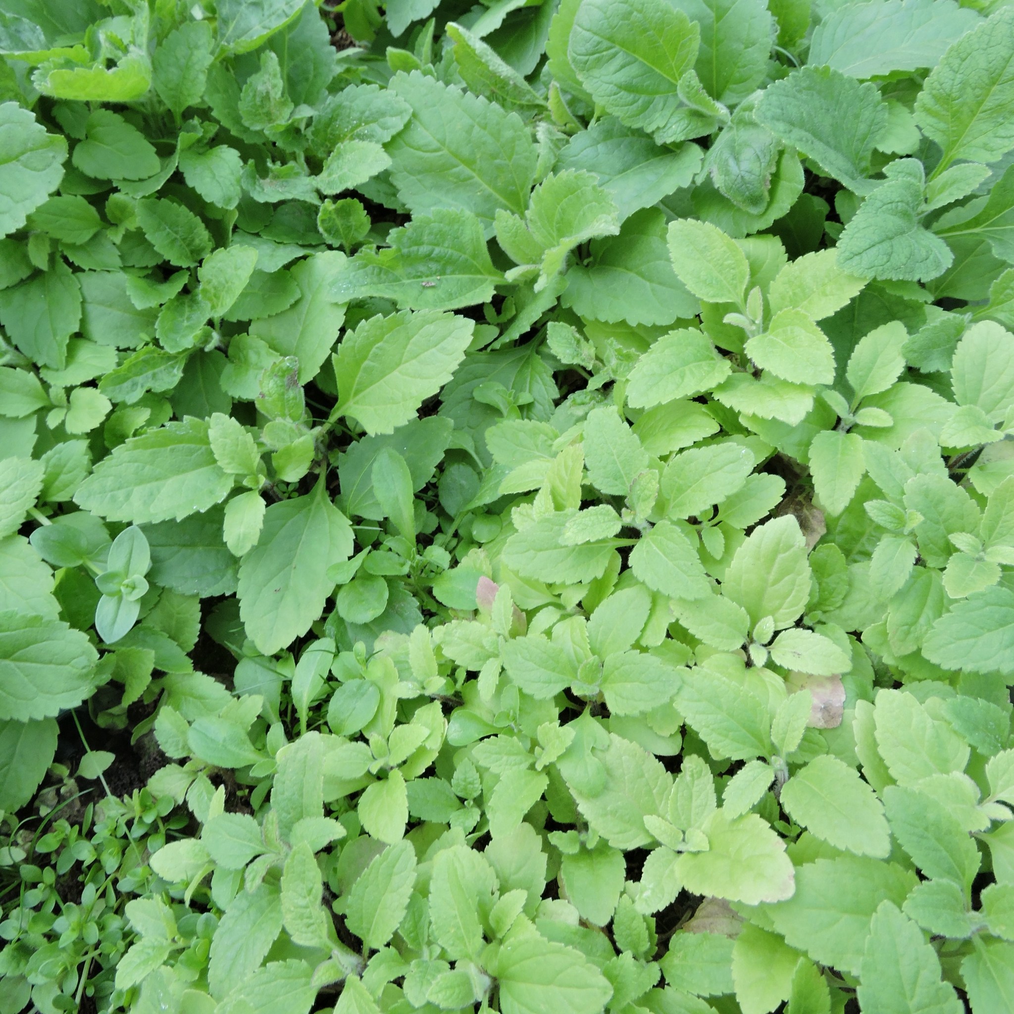 Austroeupatorium inulifolium – Mariposera blanca – Psamófila