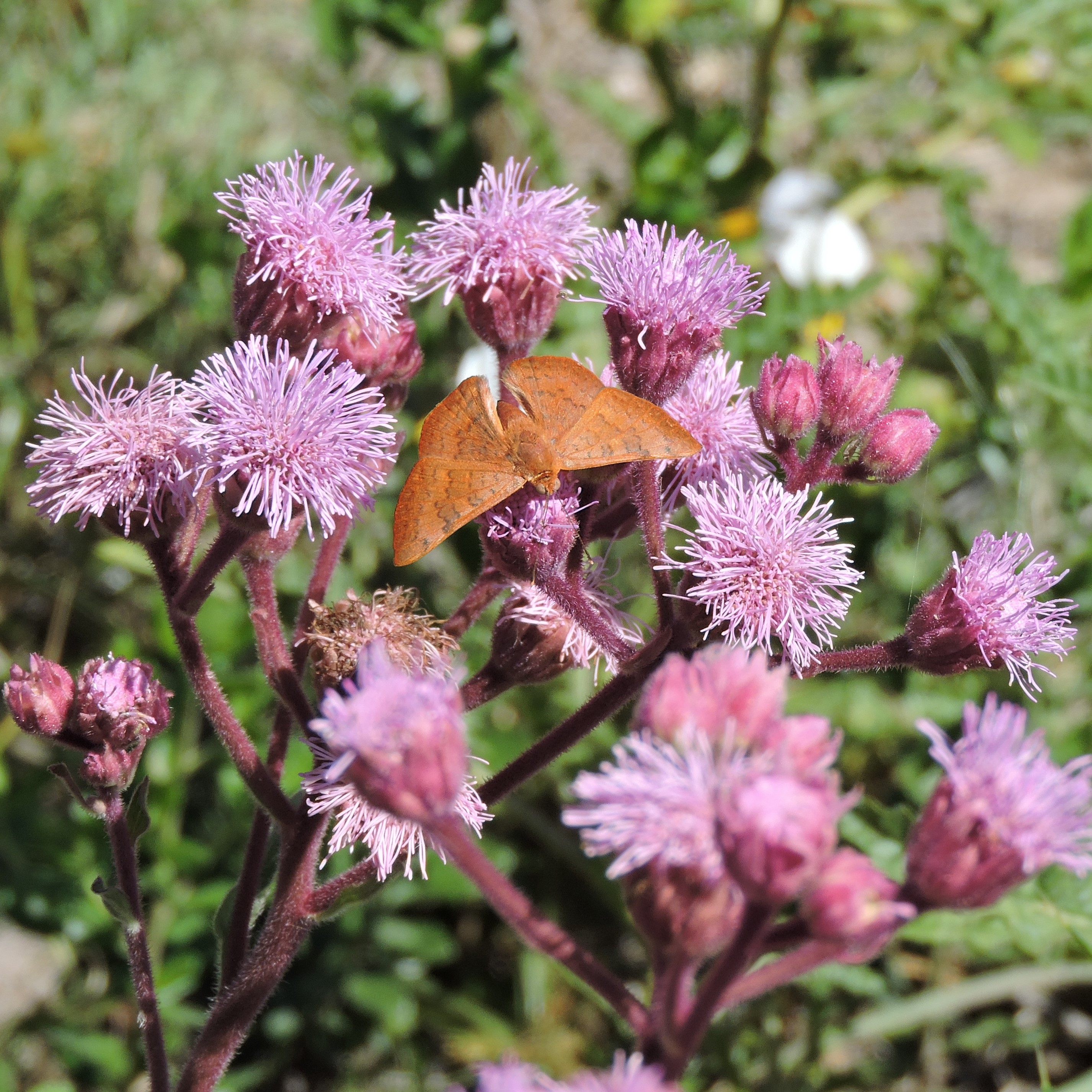Campuloclinium macrocephalum – Mariposera rosa – Psamófila