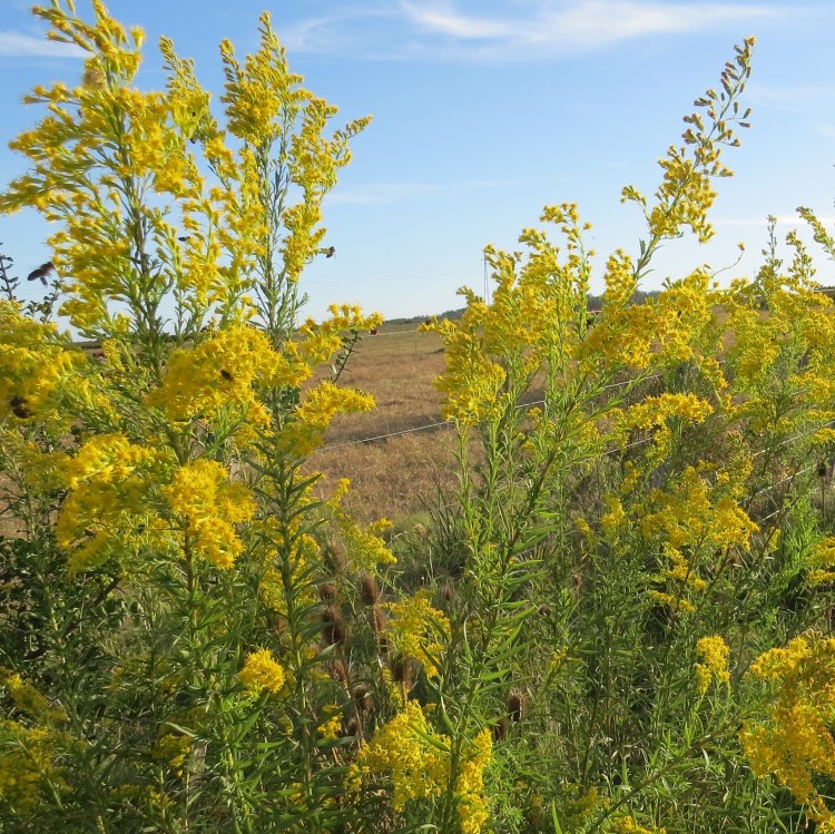 Solidago chilensis – Varita dorada – Psamófila