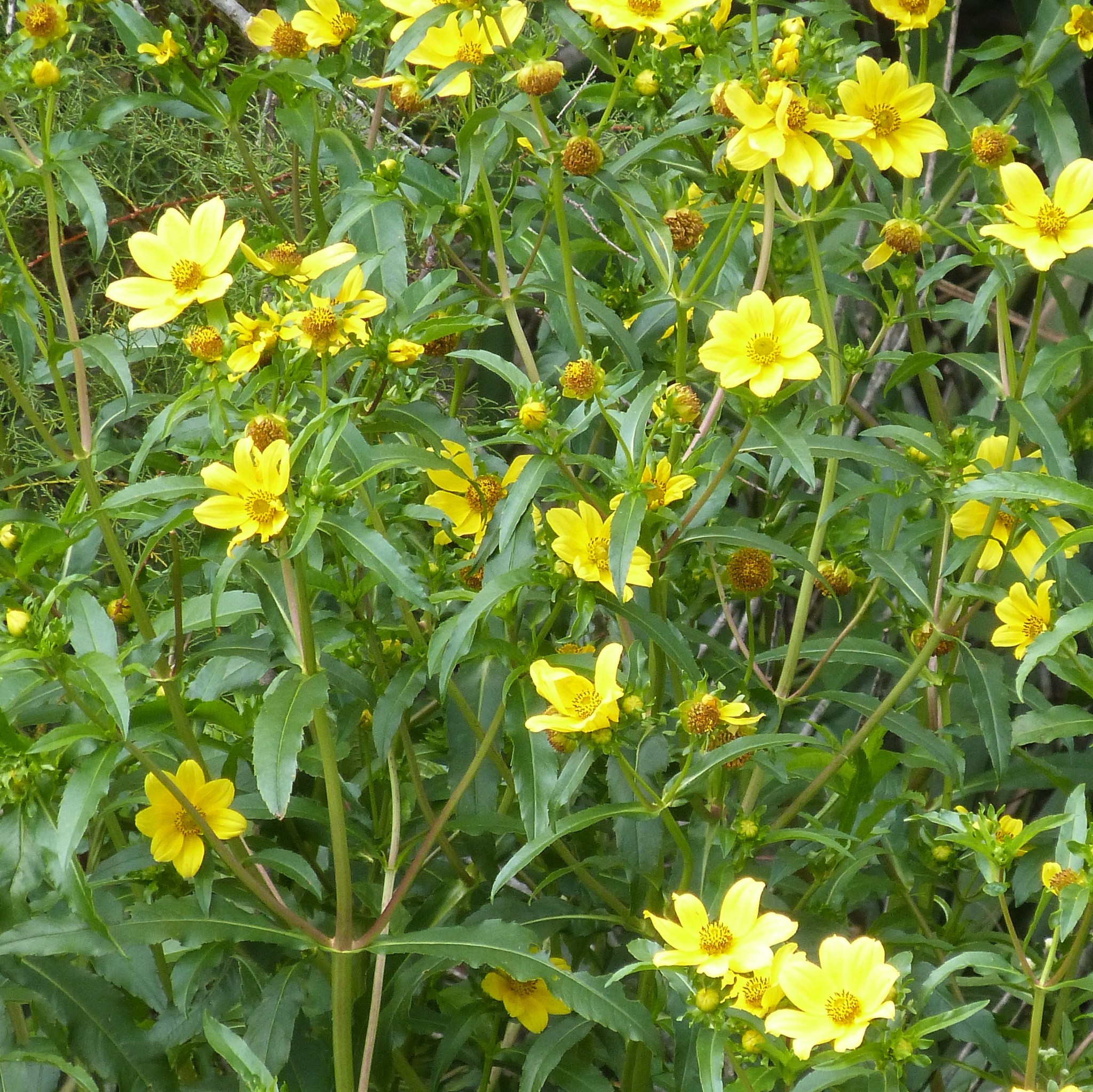 Otras Herbáceas / Other Herbaceous Plants – Psamófila